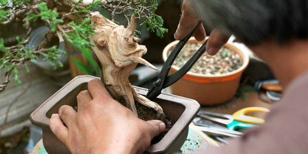 Guía Completa para el Plantado de Bonsáis 🌳🌿