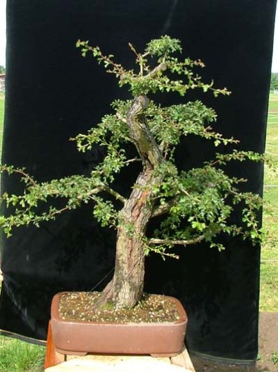 Descubre el majuelo (Crataegus monogyna): usos y beneficios